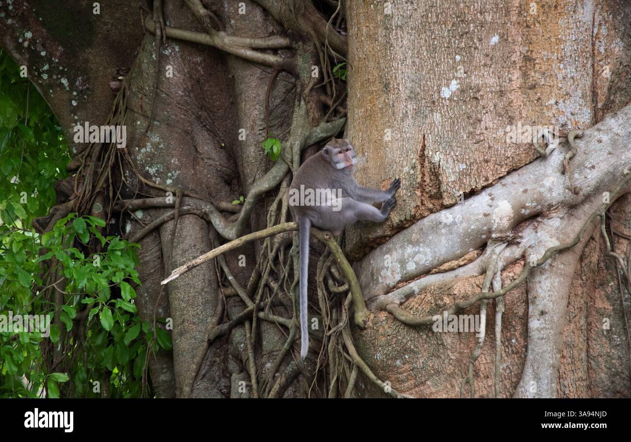 Visitors encounter playful monkeys resting on a tree in Bali's lush ...