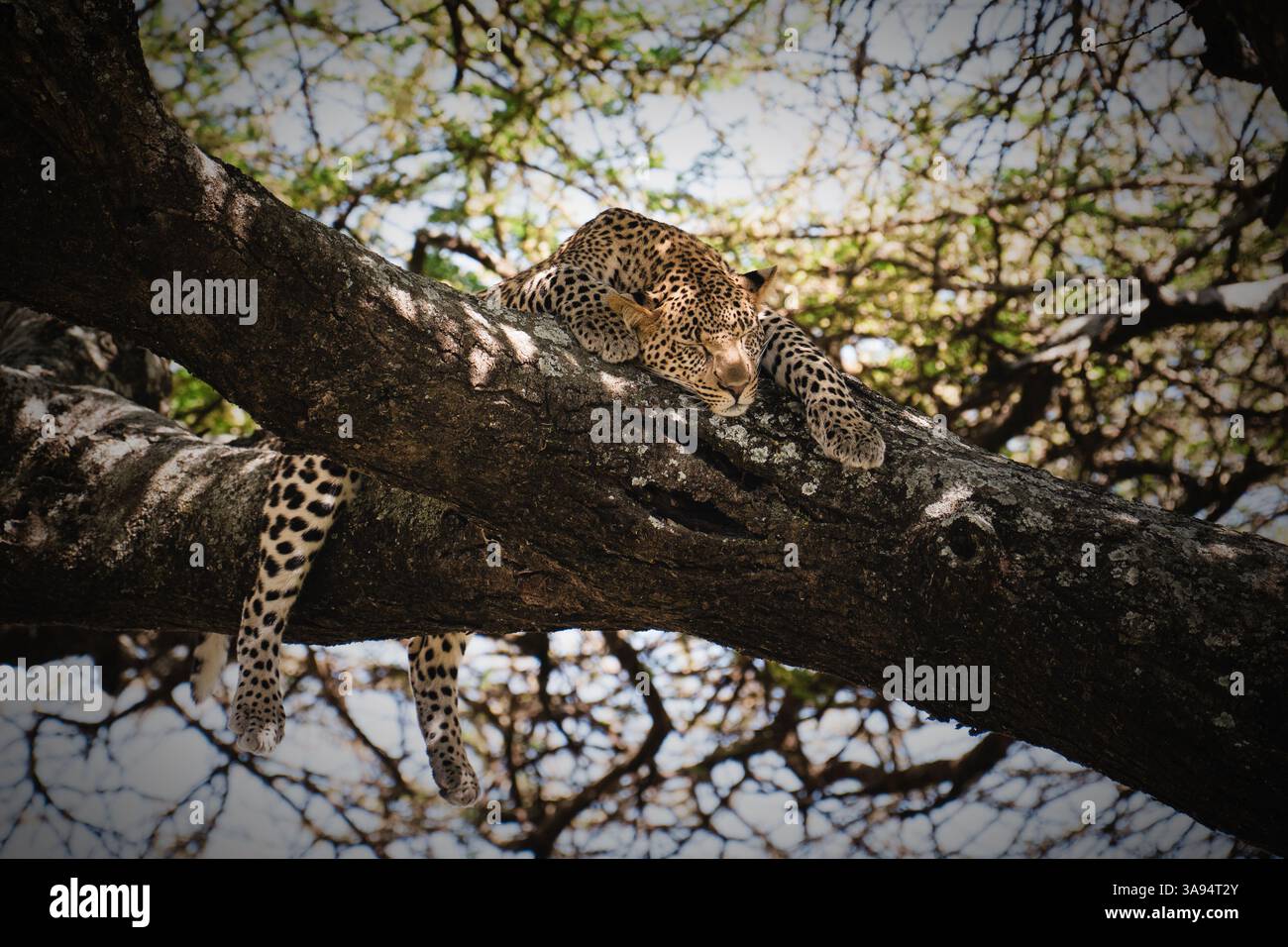 Leopard sleeping in tree branch hi-res stock photography and images - Alamy