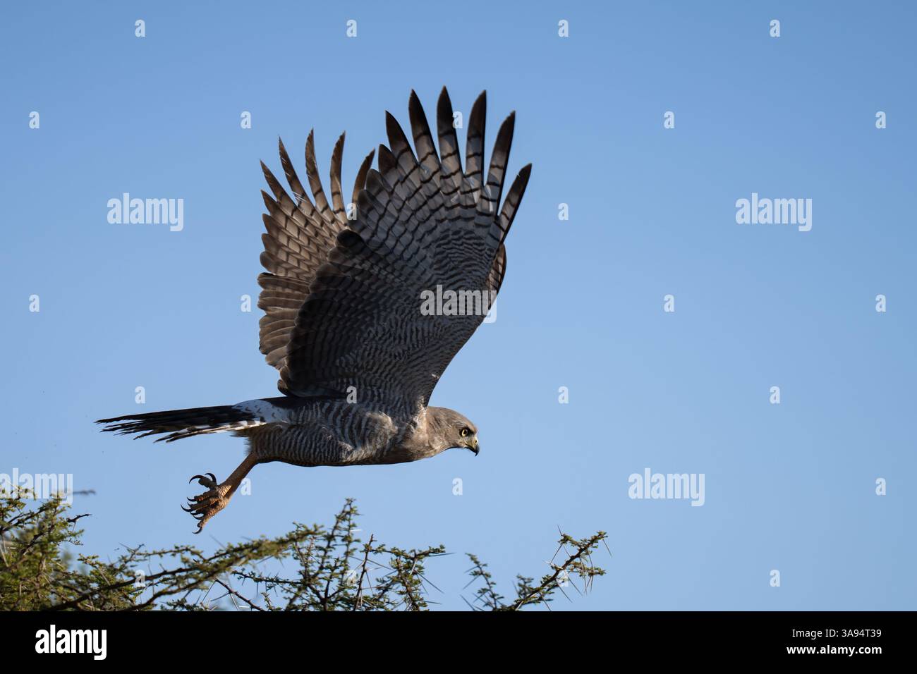 A grey, male eastern chanting goshawk just taking off from a tree top ...