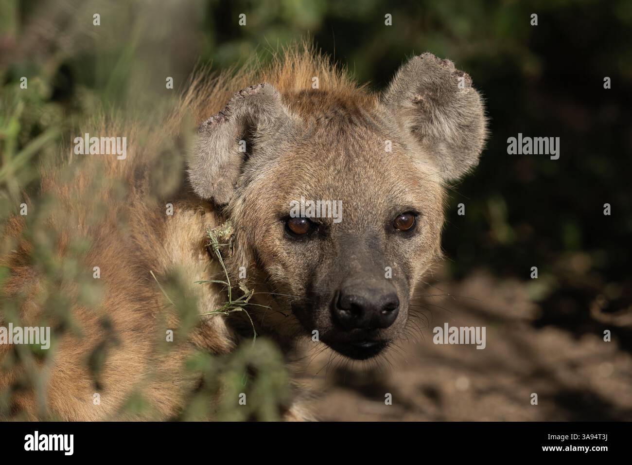 Spotted hyena with a damaged ear peeking out from a bush Stock Photo ...