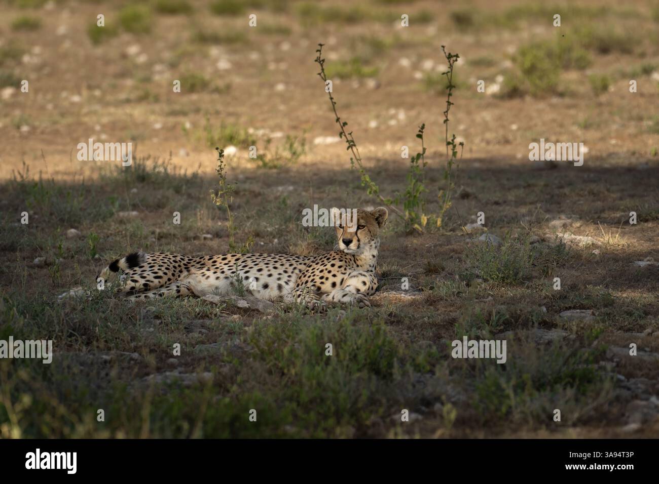 Lazy cheetah in the Serengeti picking her head up from a nap to look ...