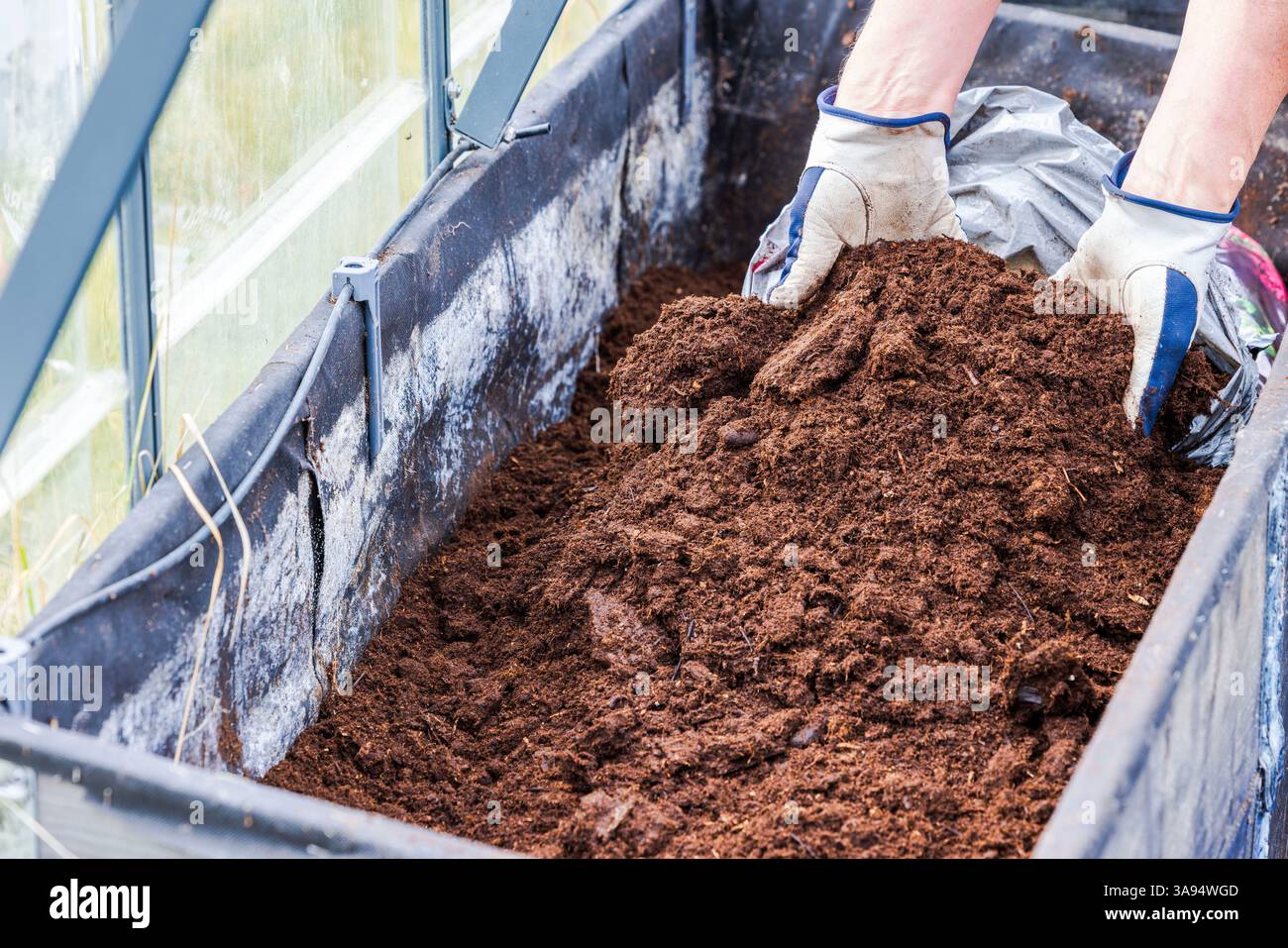 Person adding bagged soil into garden bed inside greenhouse using ...