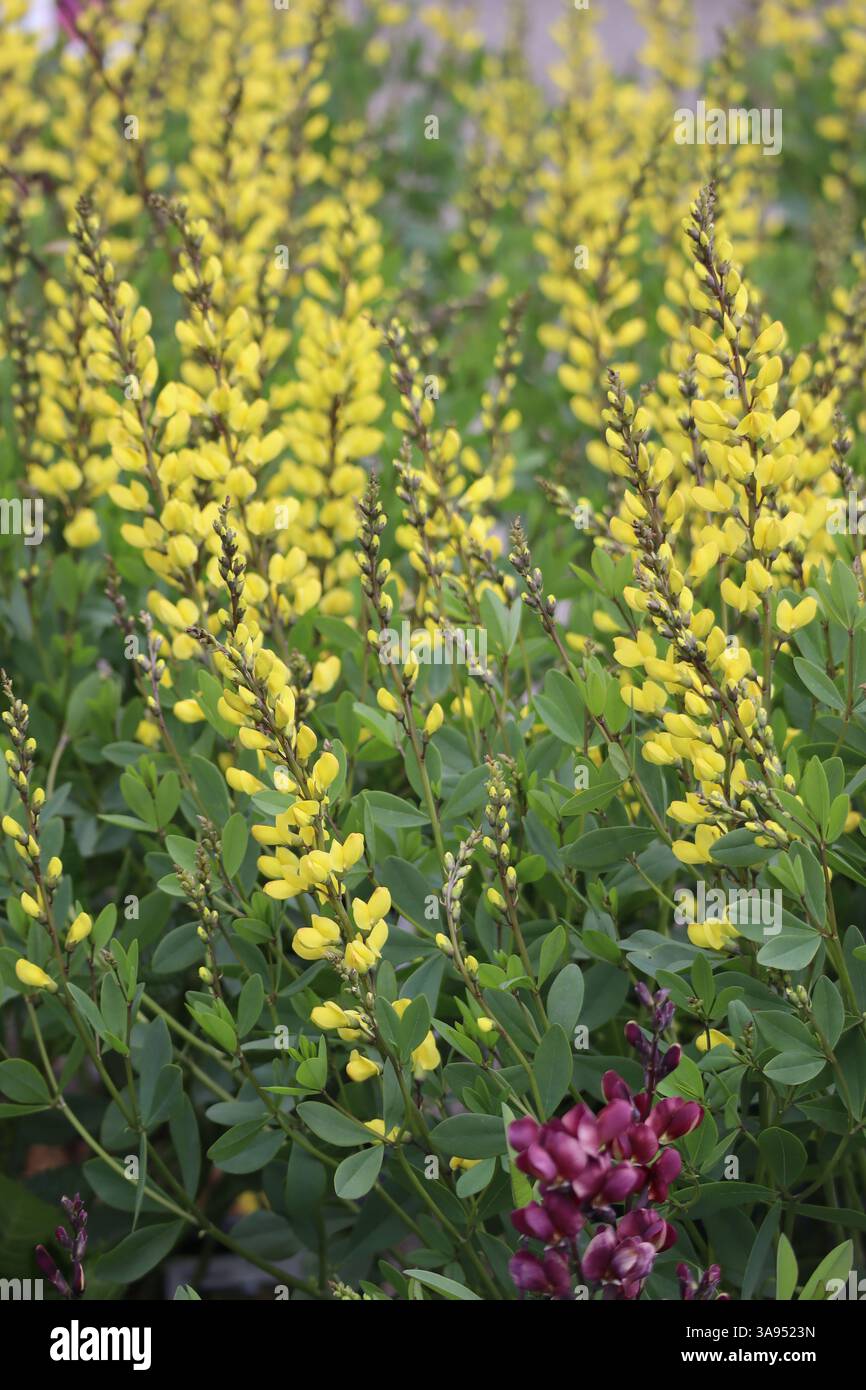 Sunny bursts of yellow wild indigo, so vibrant and cheerful Stock Photo ...