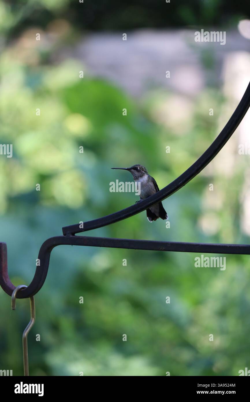 Nature's miniature artist, a hummingbird, perches near a feeder, a ...