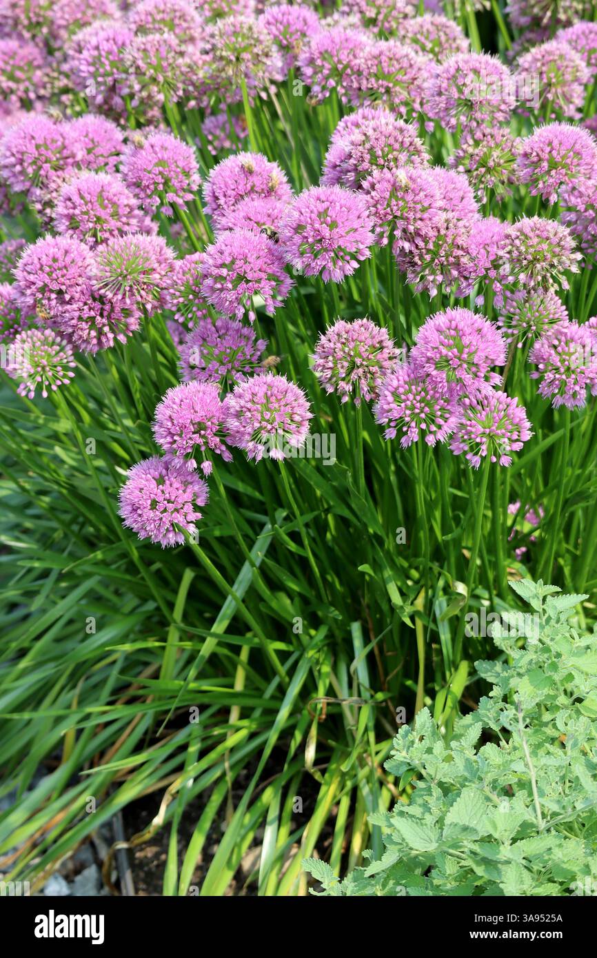 A profusion of allium, a breathtaking display of spring's resurgence ...