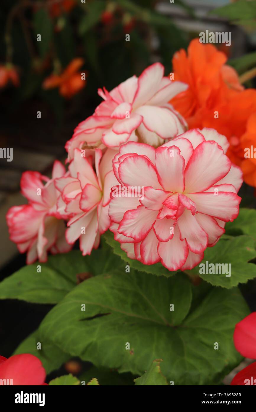 This stunning begonia is a masterpiece of color and texture Stock Photo ...