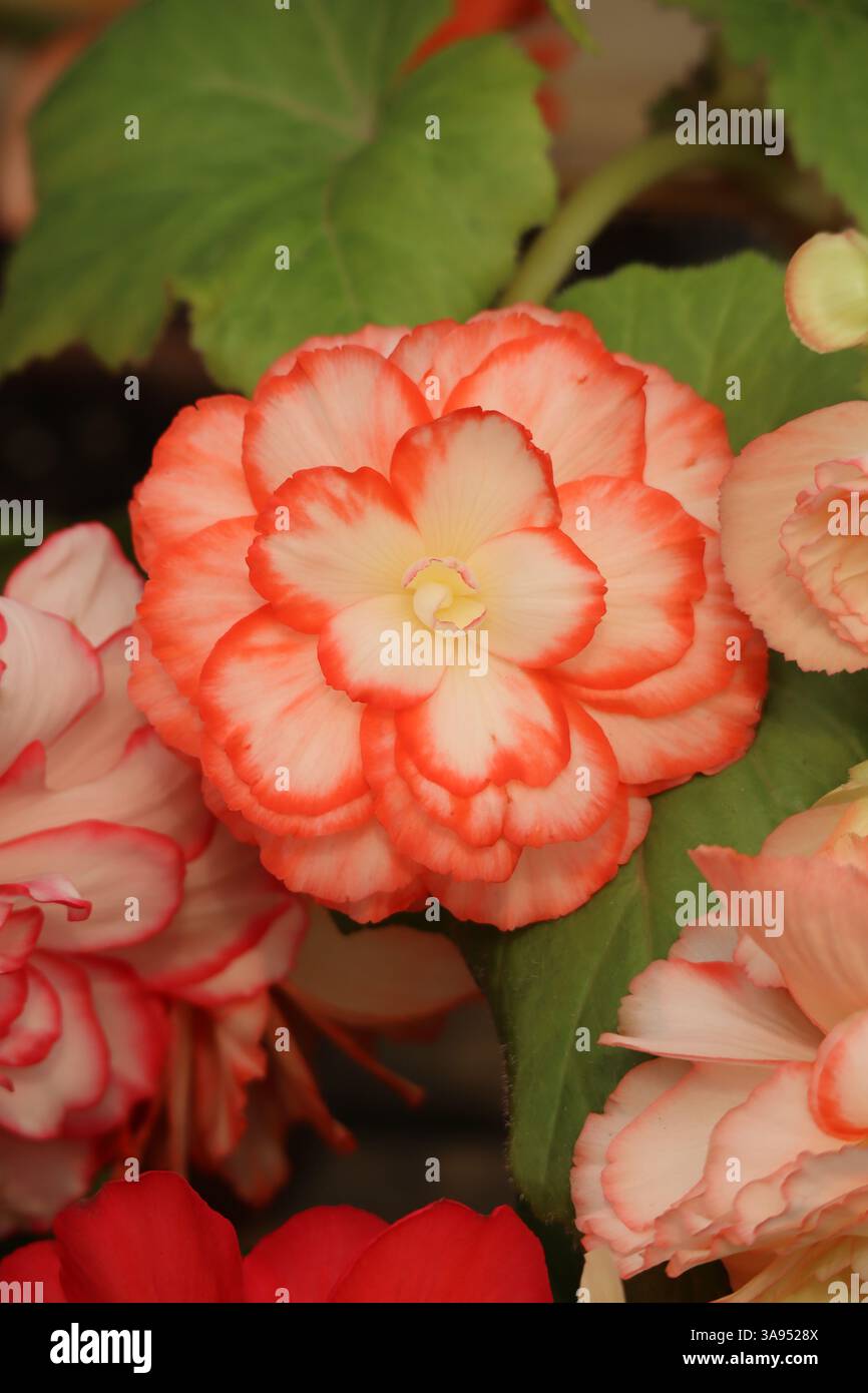 This stunning begonia is a masterpiece of color and texture Stock Photo ...