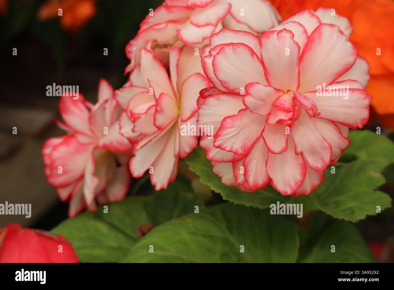 This stunning begonia is a masterpiece of color and texture Stock Photo ...