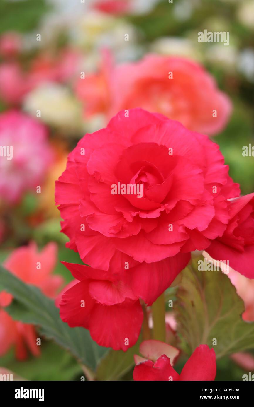 This stunning begonia is a masterpiece of color and texture Stock Photo ...