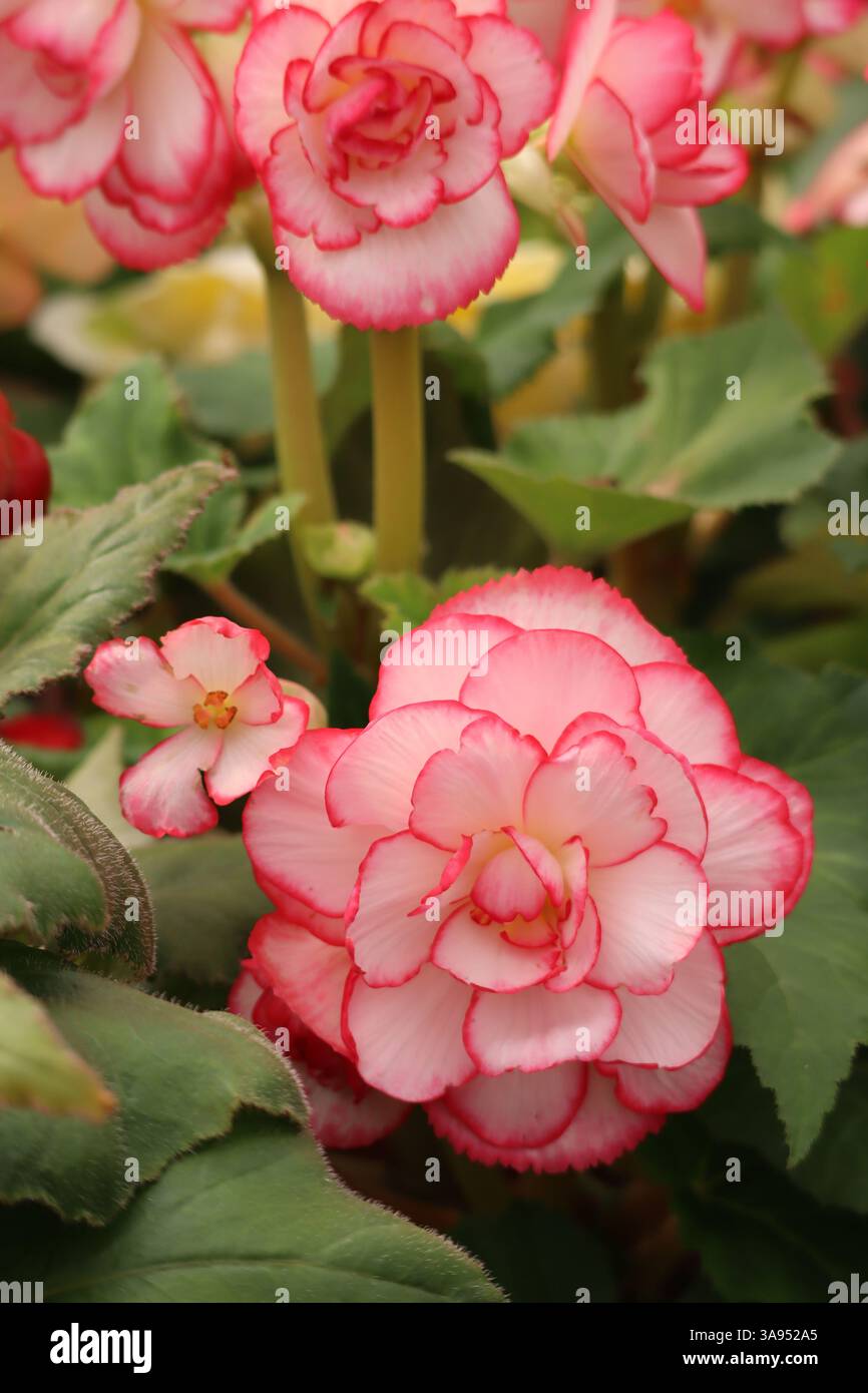 This stunning begonia is a masterpiece of color and texture Stock Photo ...
