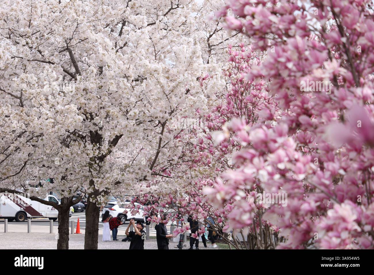 Cherry Blossom Festival activities in Washington, District of Columbia ...