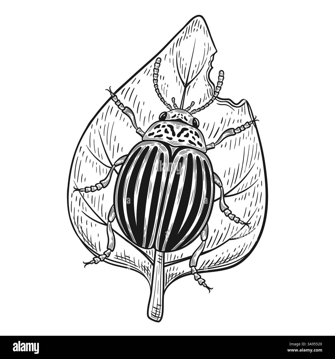 Colorado potato beetle, striped Leptinotarsa decemlineata bug eat leaf ...