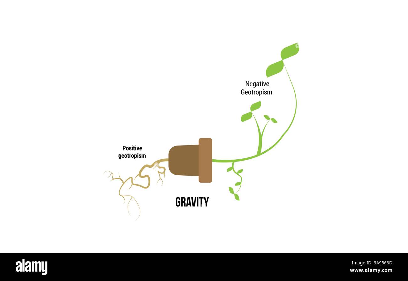 Scientific Designing of Geotropism (Gravitropism) Process. The Plant ...