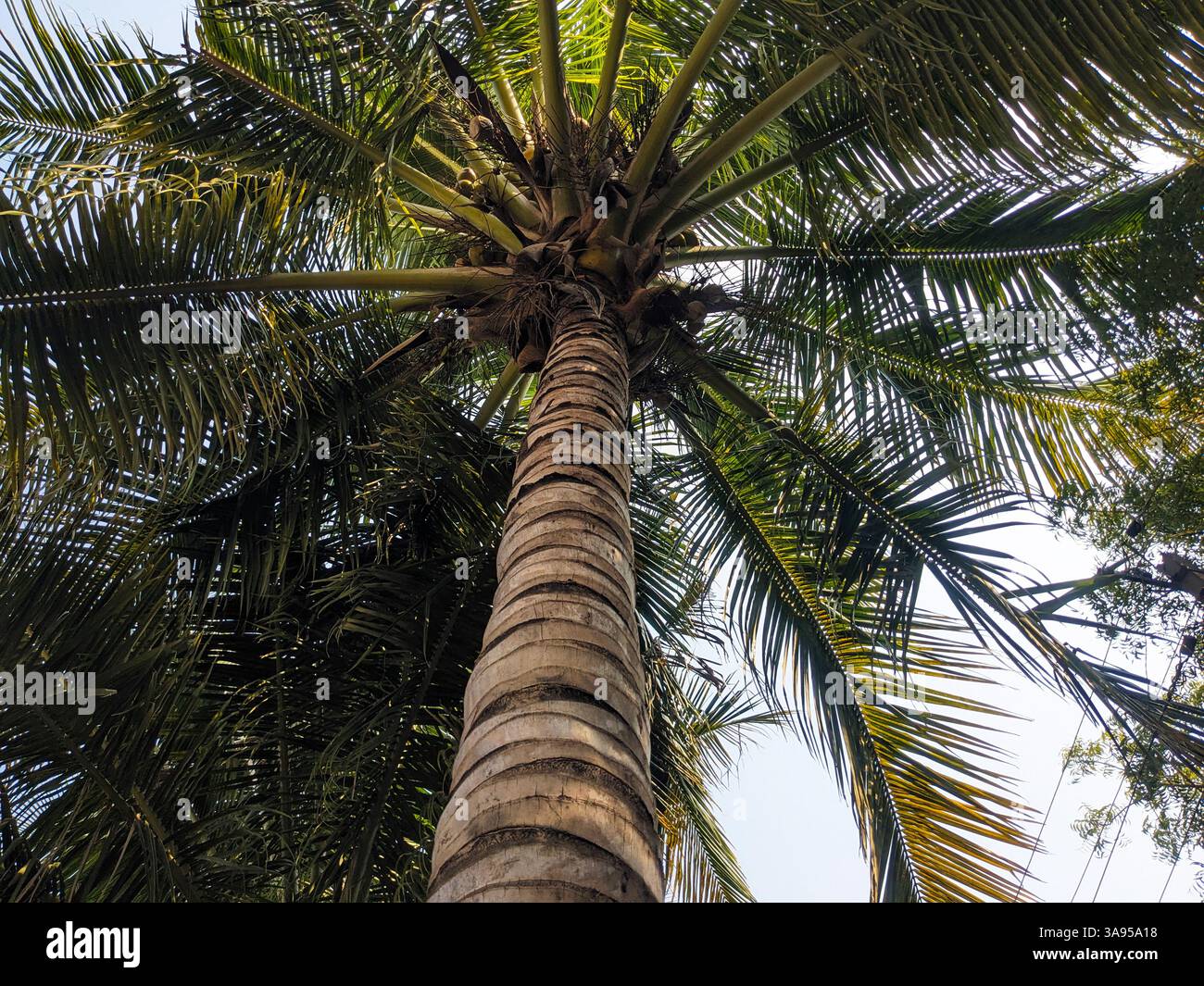 Low angle view of a coconut tree, horizontal frame Stock Photo - Alamy