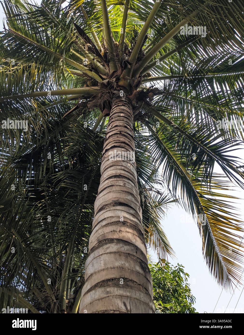 Low angle view of coconut tree, vertical frame Stock Photo - Alamy