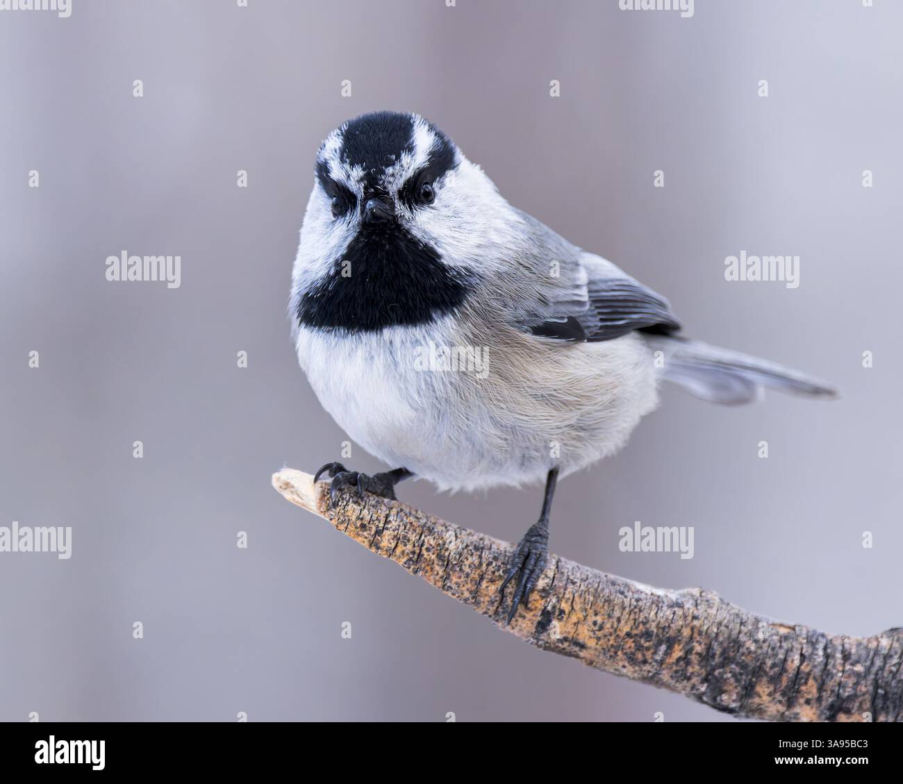 Mountain chickadee in snow hi-res stock photography and images - Alamy
