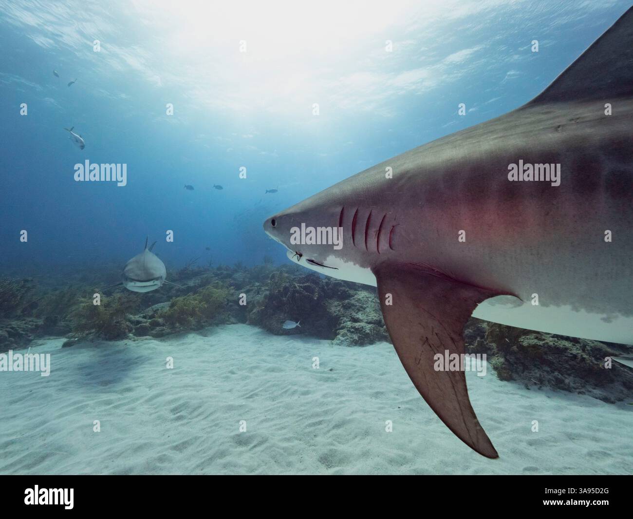 Discover the grace and power of sharks—misunderstood guardians of the ...