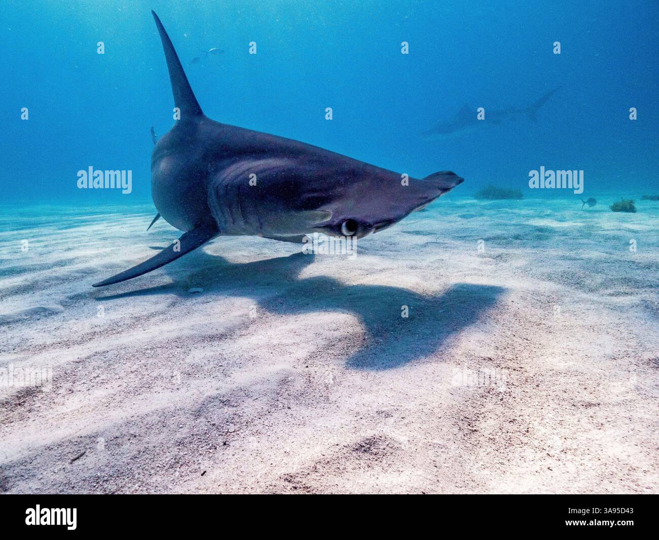 Discover the grace and power of sharks—misunderstood guardians of the ...
