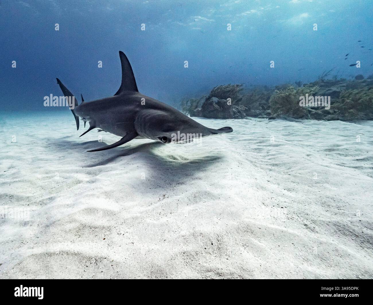 Discover the grace and power of sharks—misunderstood guardians of the ...