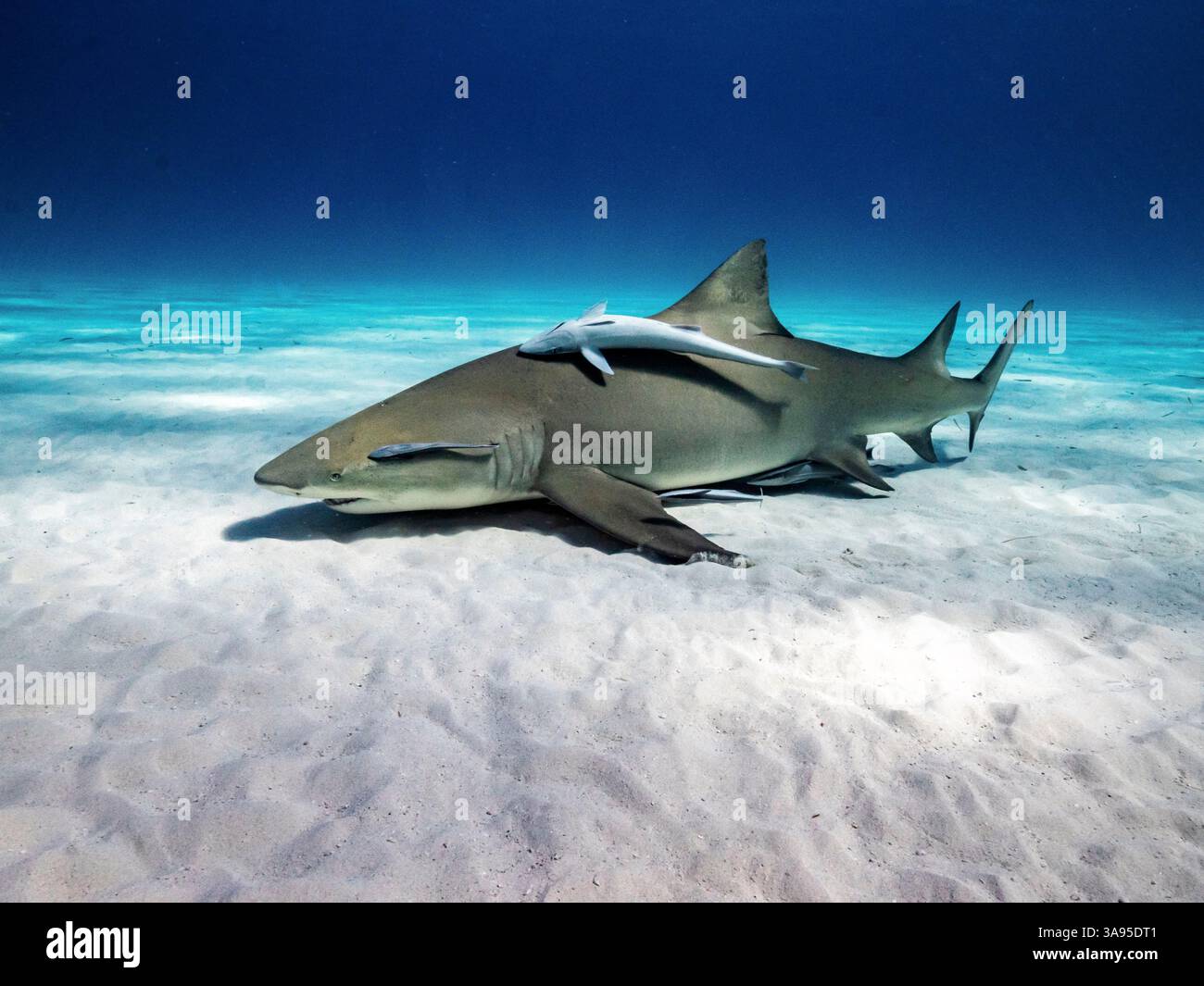 Discover the grace and power of sharks—misunderstood guardians of the ...