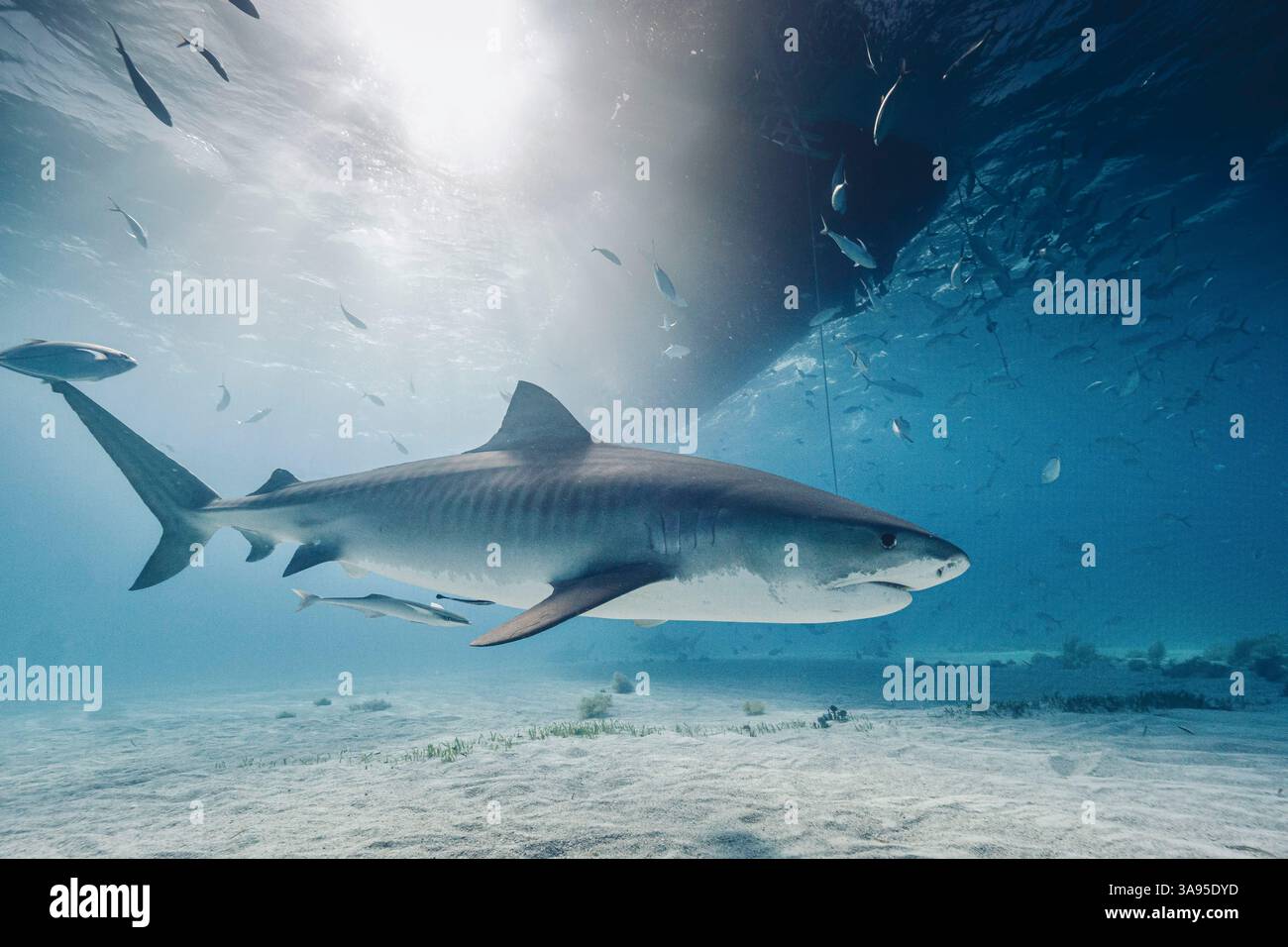 Discover the grace and power of sharks—misunderstood guardians of the ...
