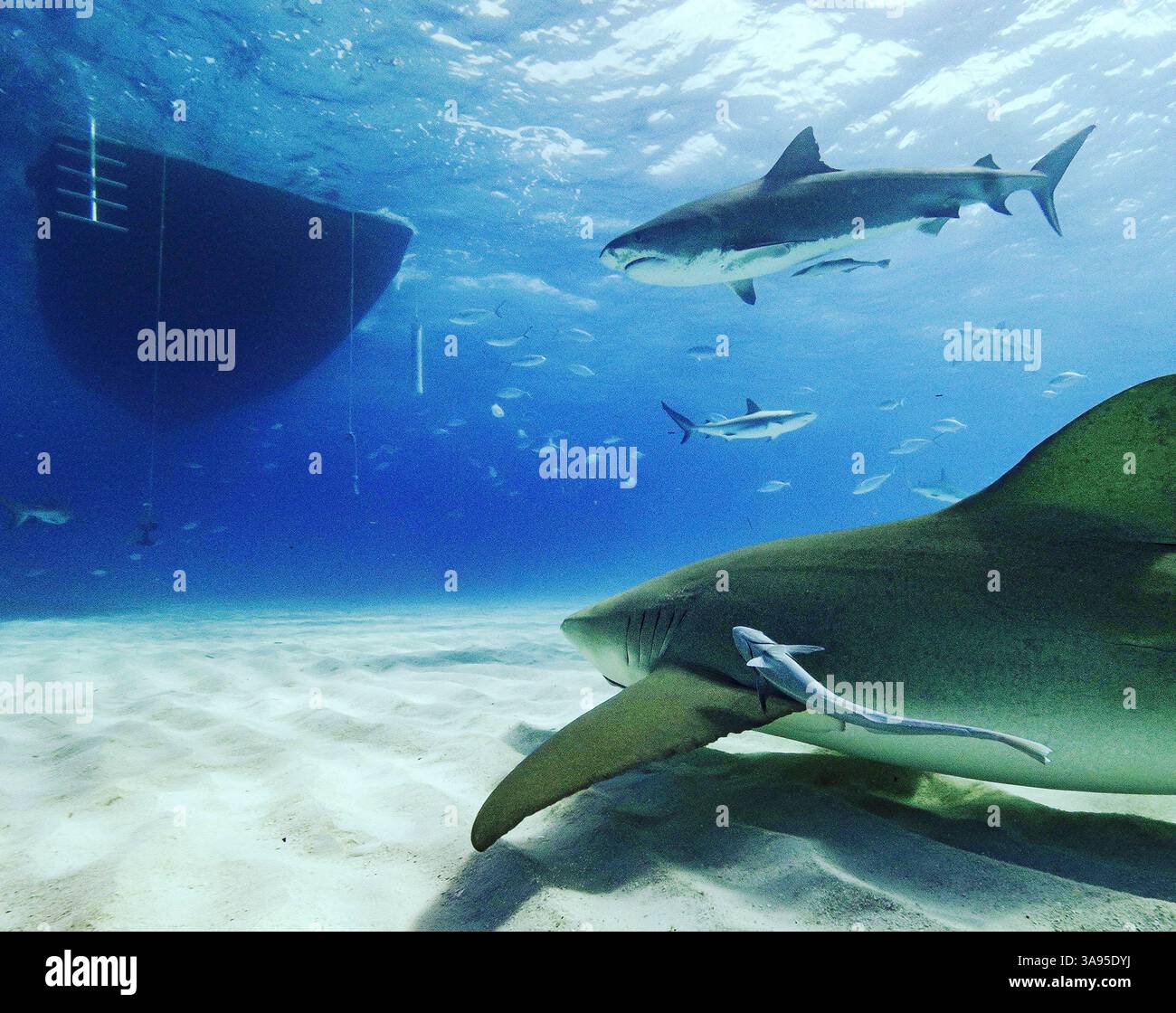 Discover the grace and power of sharks—misunderstood guardians of the ...