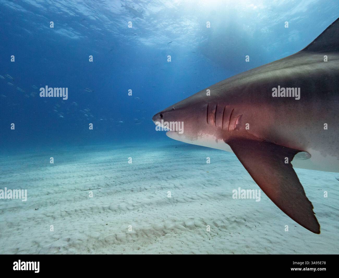 Discover the grace and power of sharks—misunderstood guardians of the ...