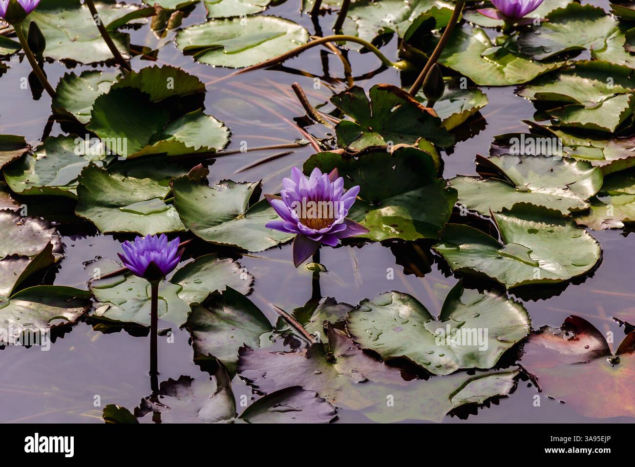 Blue water-lily flower at Chinese Park, Miraflores - Lima, Peru Stock ...