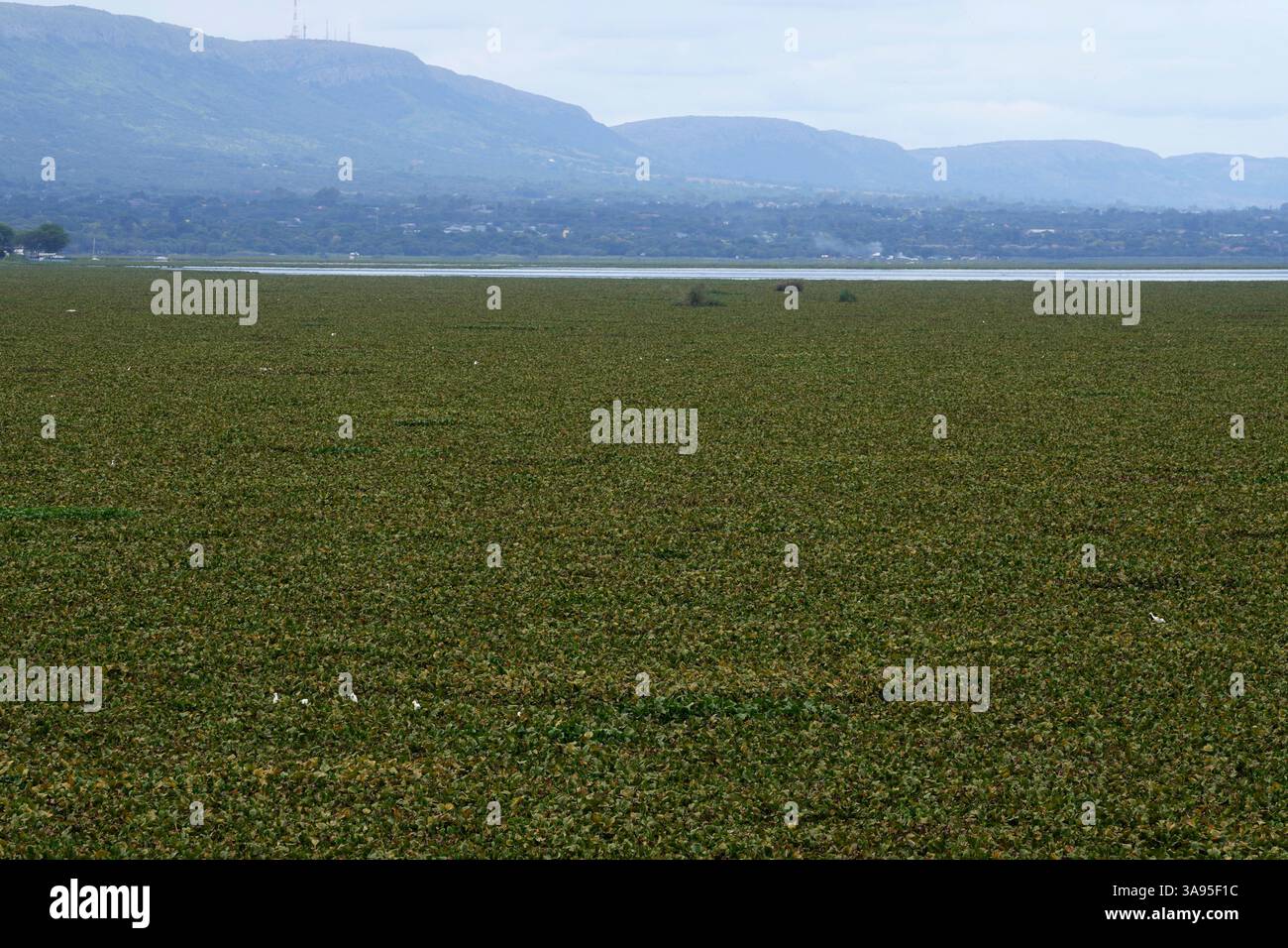 Hyacinth grows at the Hartbeespoort Dam in South Africa, on March 17 ...