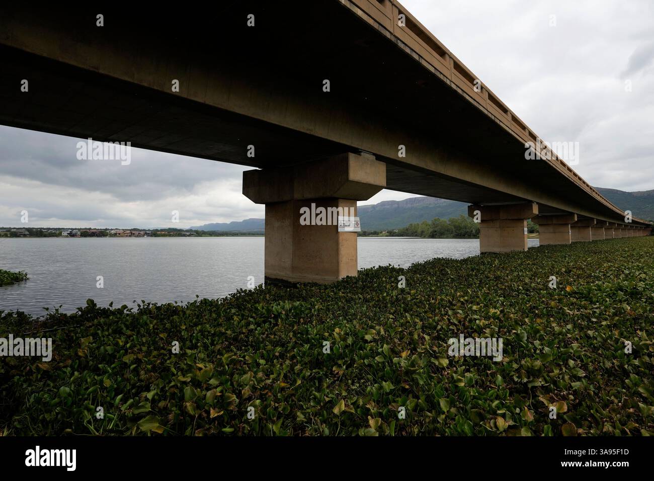 Hyacinth plants grow at the Hartbeespoort Dam in South Africa, on March ...