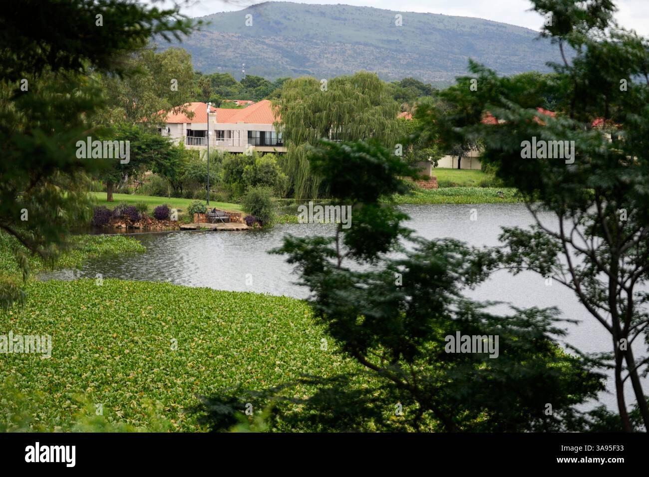 Hyacinth grows at the Hartbeespoort Dam in South Africa, on March 17 ...