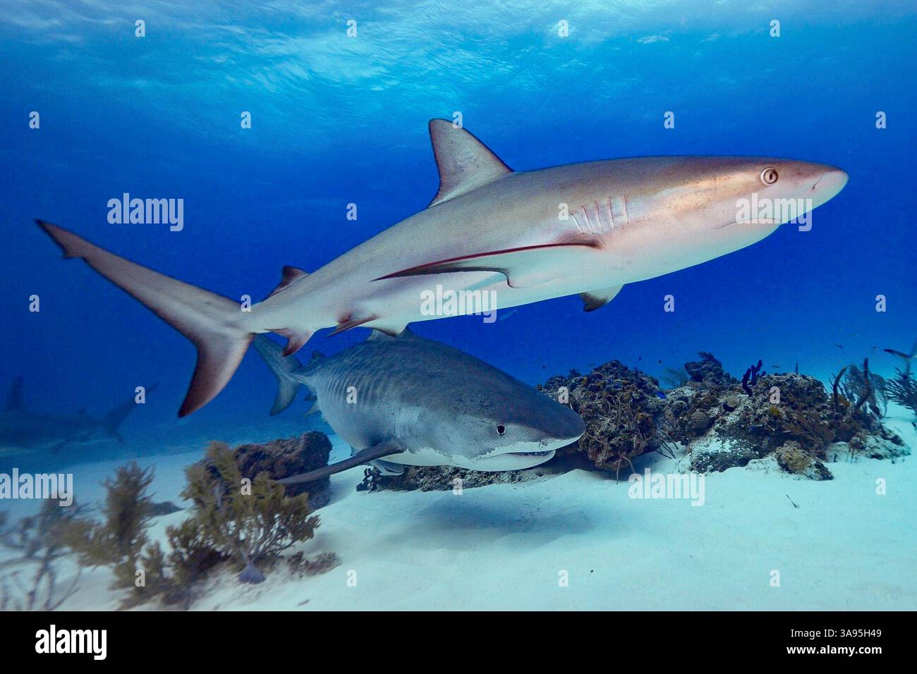 Discover the grace and power of sharks—misunderstood guardians of the ...