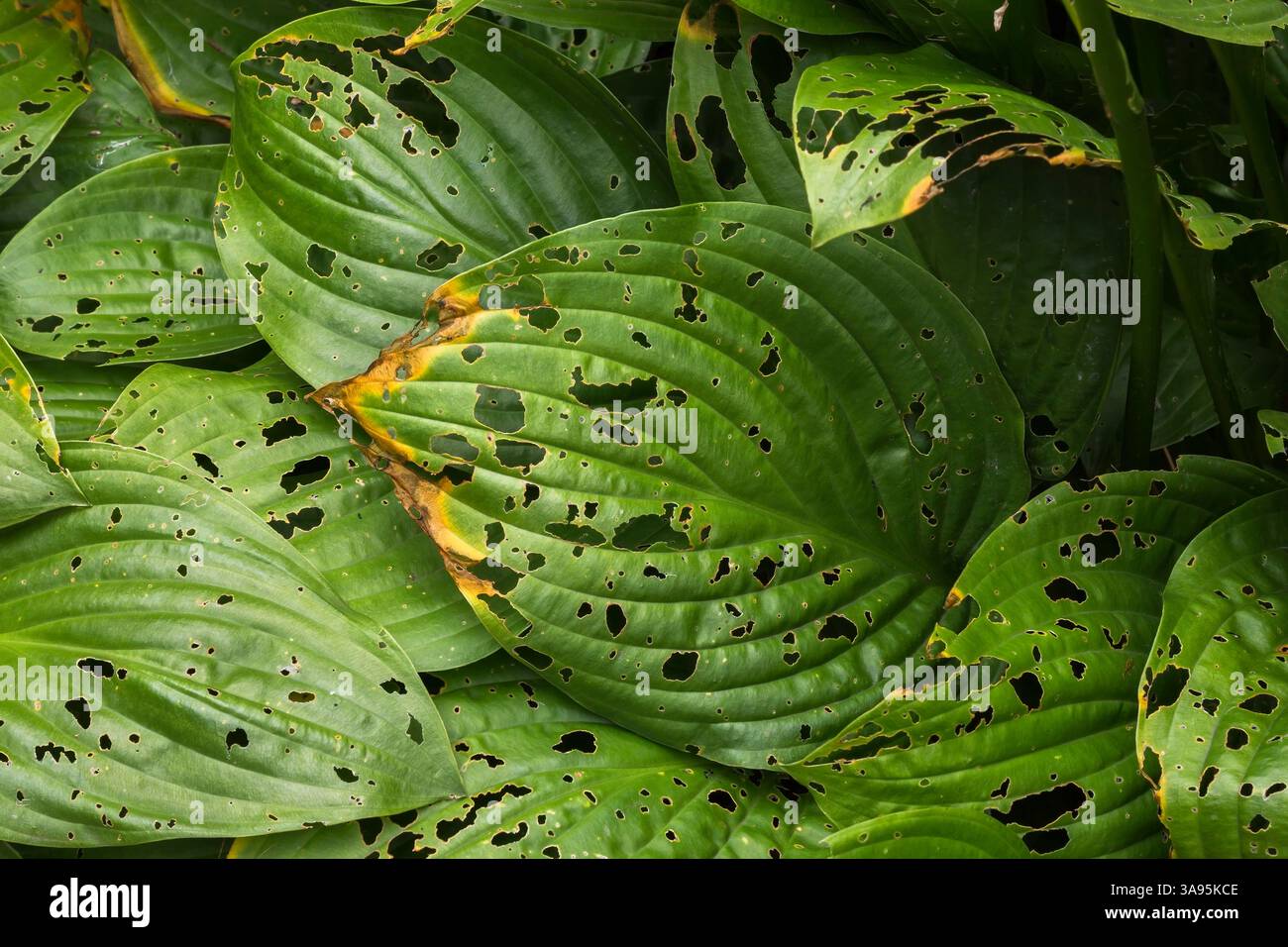 Hosta - Plaintain Lily ravaged by snails and slugs in autumn, Quebec ...