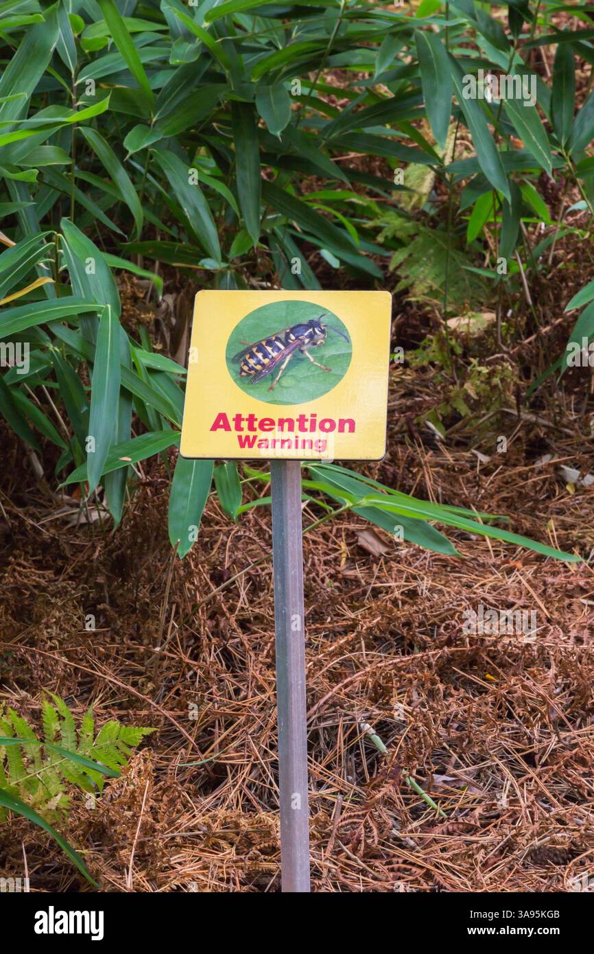 Attention Warning sign with photo of Wasp - Vespidae in border of dry ...