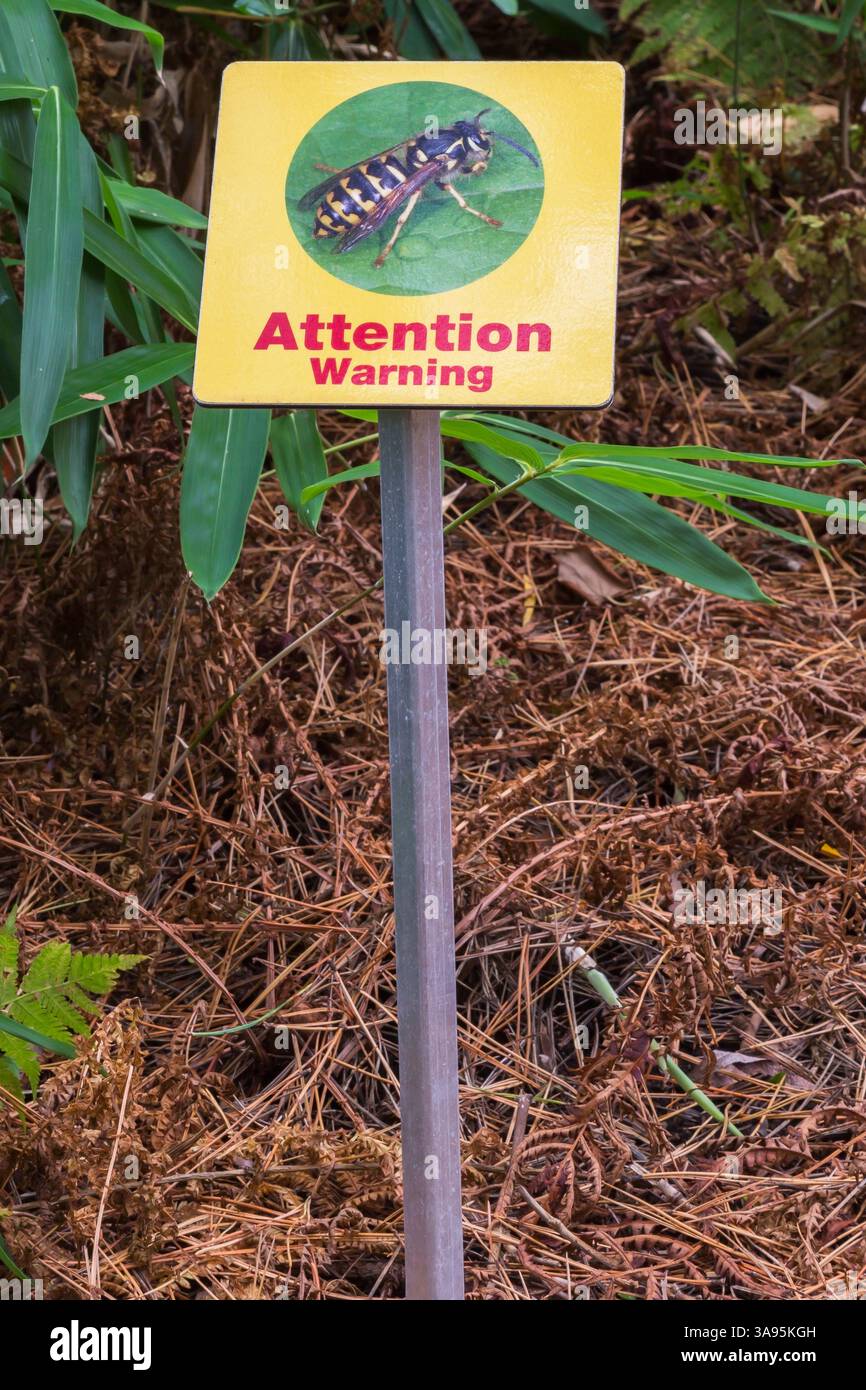 Attention Warning sign with photo of Wasp - Vespidae in border of dry ...