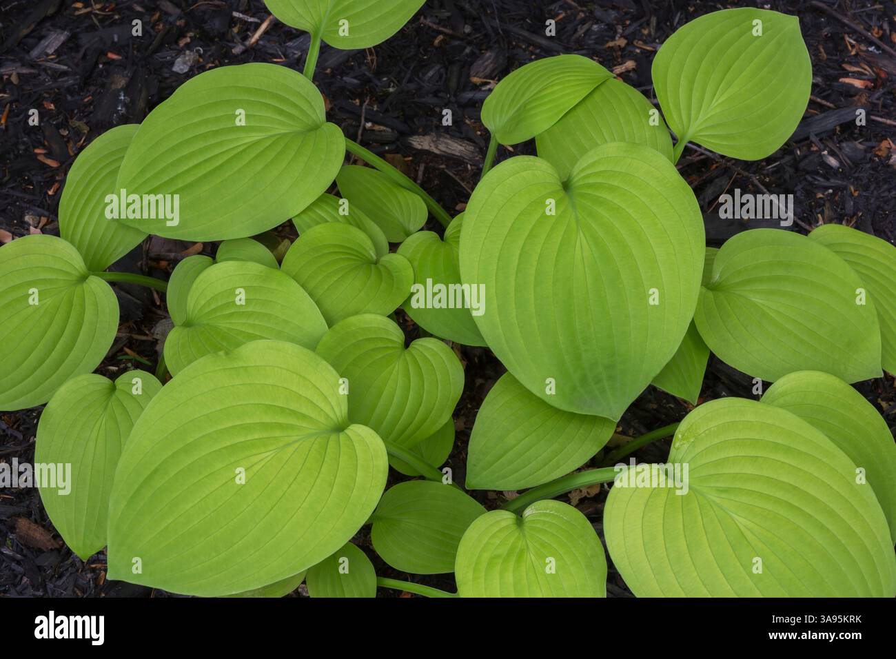 Hosta x hybrida 'August Moon' in black mulch border in summer, Quebec ...