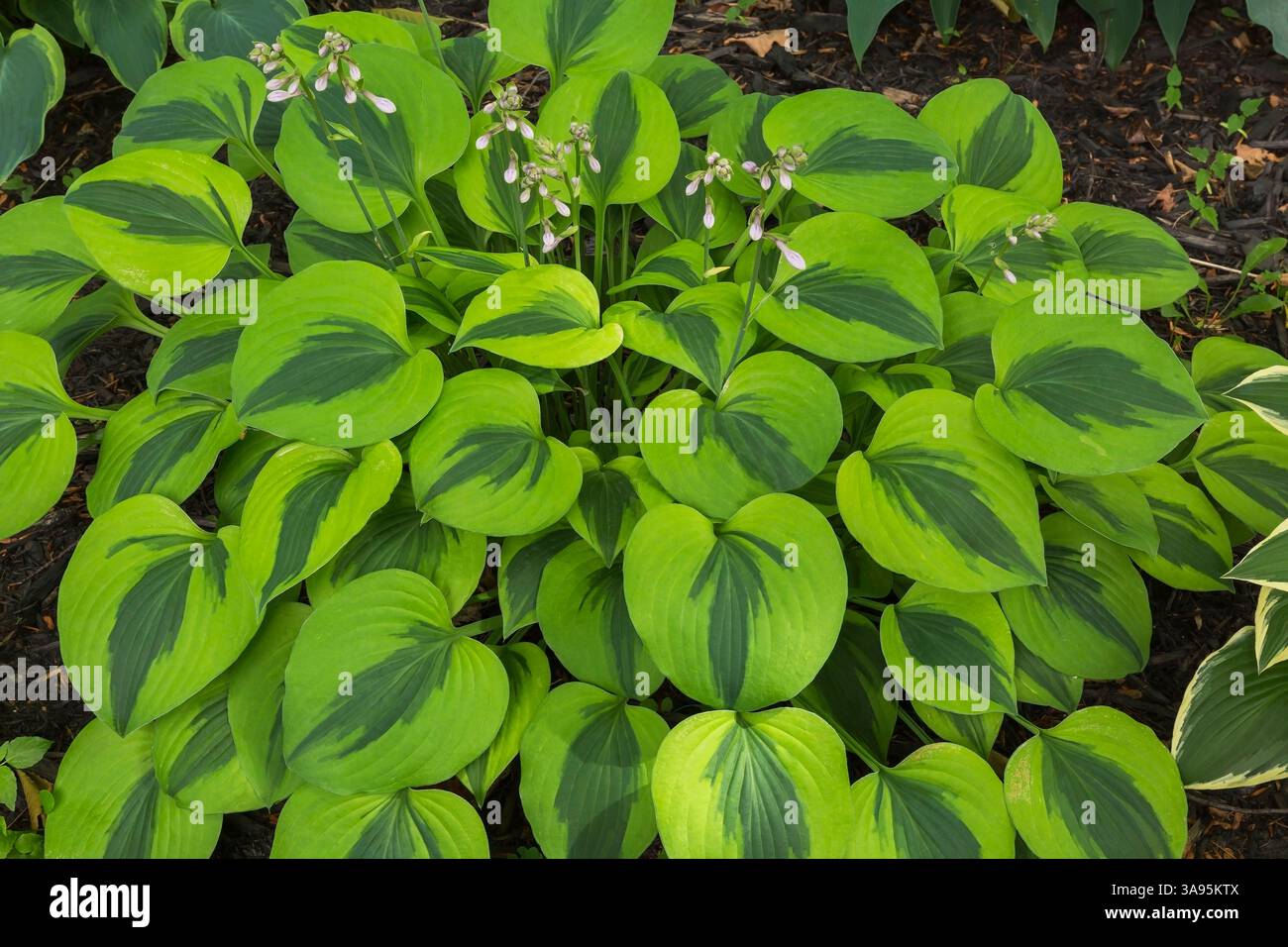 Hosta hybrida hi-res stock photography and images - Alamy