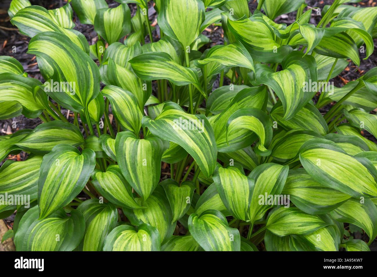 Hosta x hybrida 'Geisha' in summer, Quebec, Canada Stock Photo - Alamy