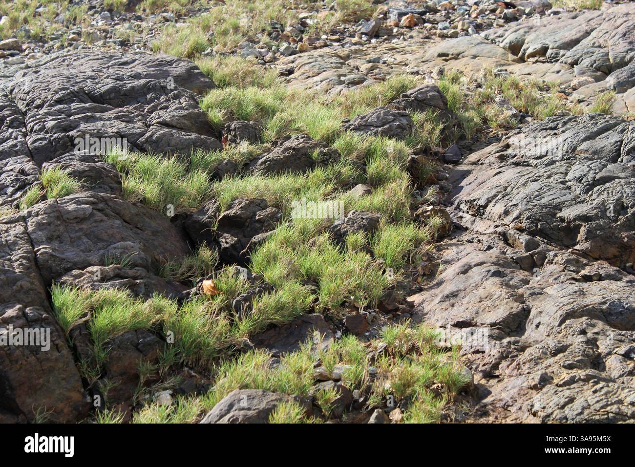 Grass growing in a rocky environment Stock Photo - Alamy