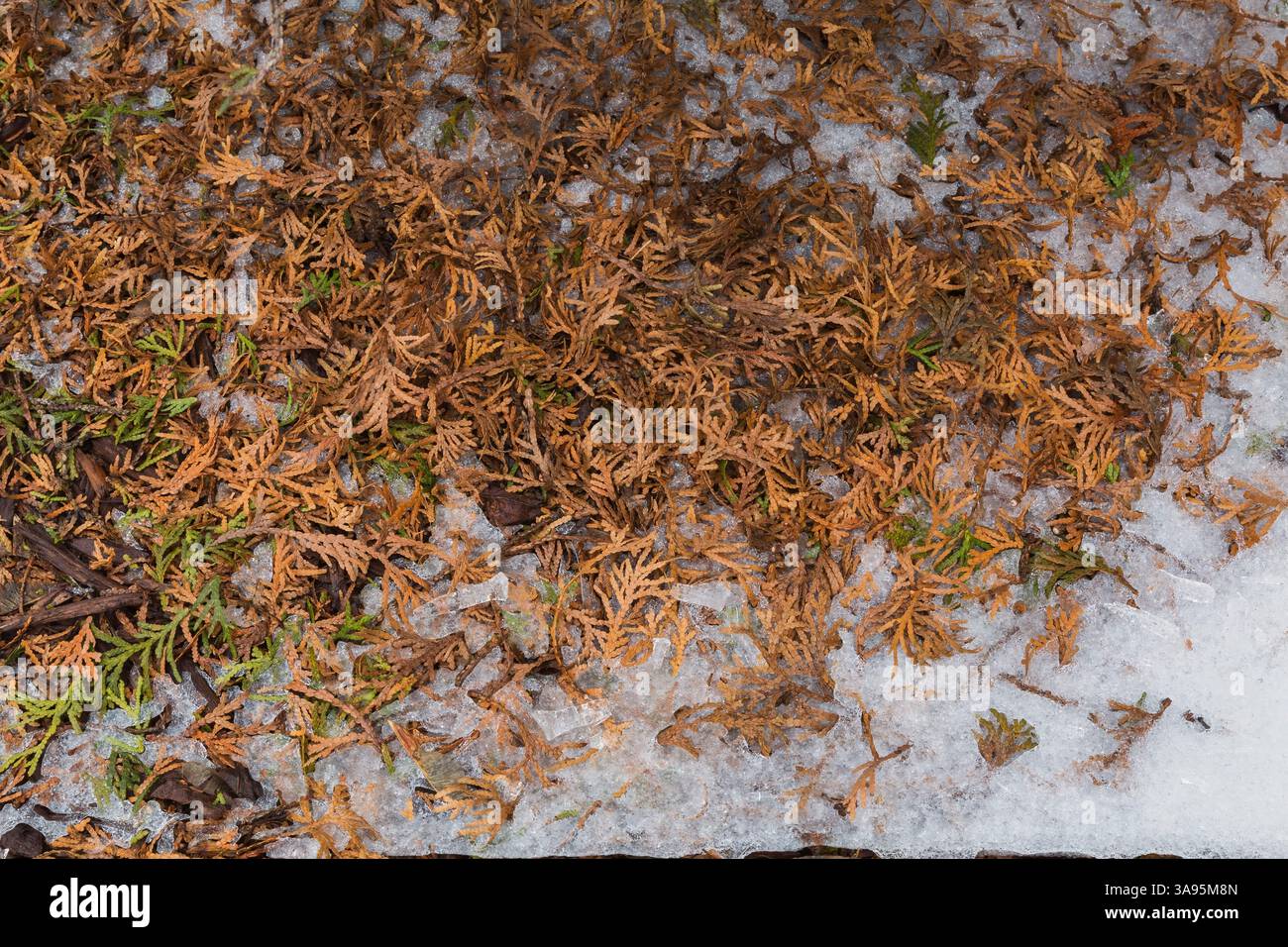 Shedded Thuja occidentalis - White Cedar tree leaves left at base of ...