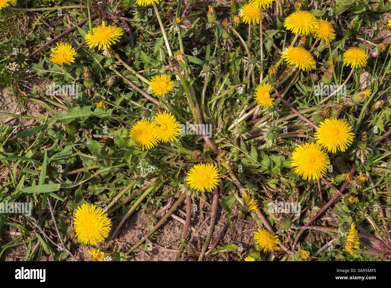 Taraxacum officinale - Dandelion flowers in spring, Quebec, Canada ...