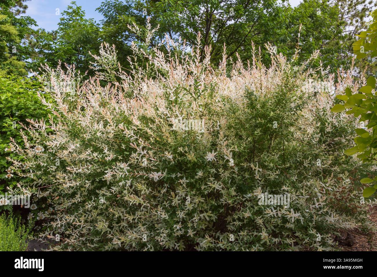 Salix integra 'Hakuro Nishiki' - Willow shrub in spring, Quebec, Canada ...