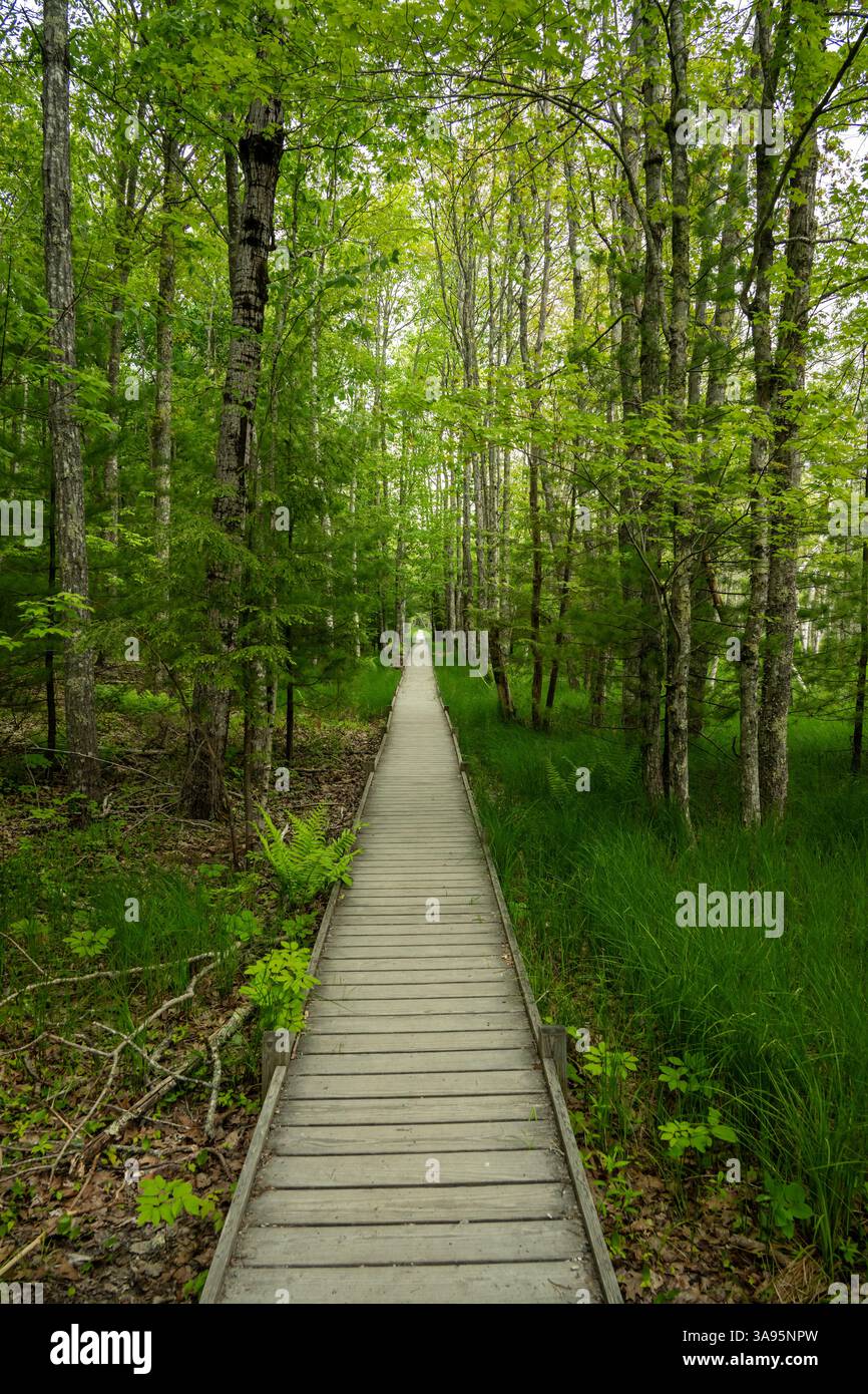 Wooden Planks Across Jesup Path in Acadia National Park Stock Photo - Alamy