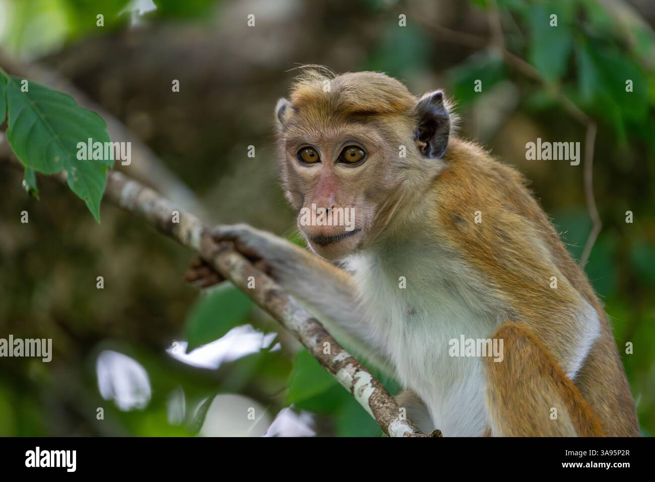 Small torque macaque old world monkey in tree looking downwards in Sri ...