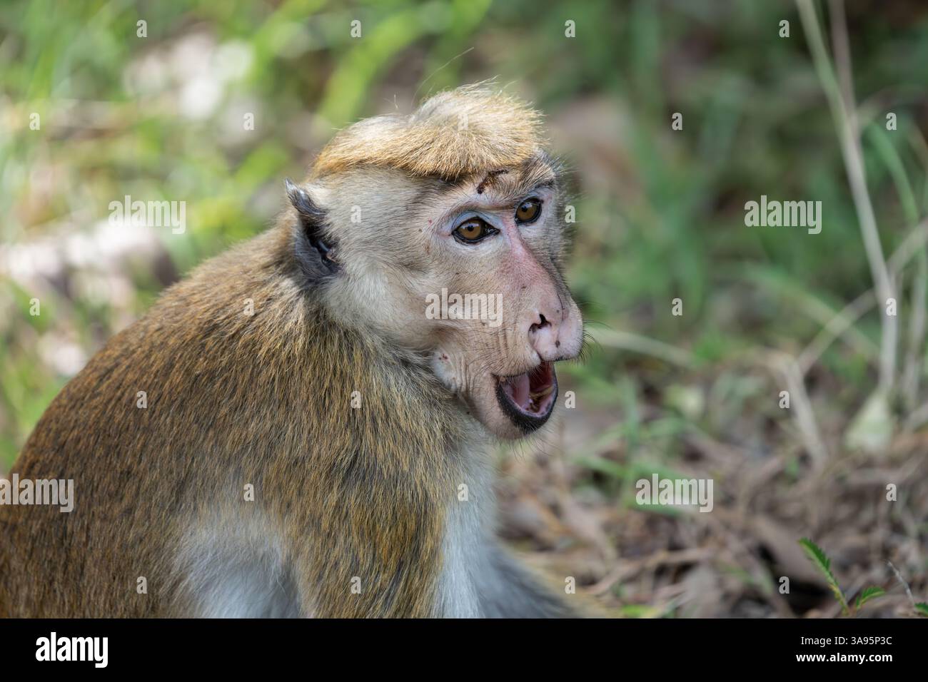 Torque macaque old world monkey on ground closeup in Sri Lanka Stock Photo - Alamy