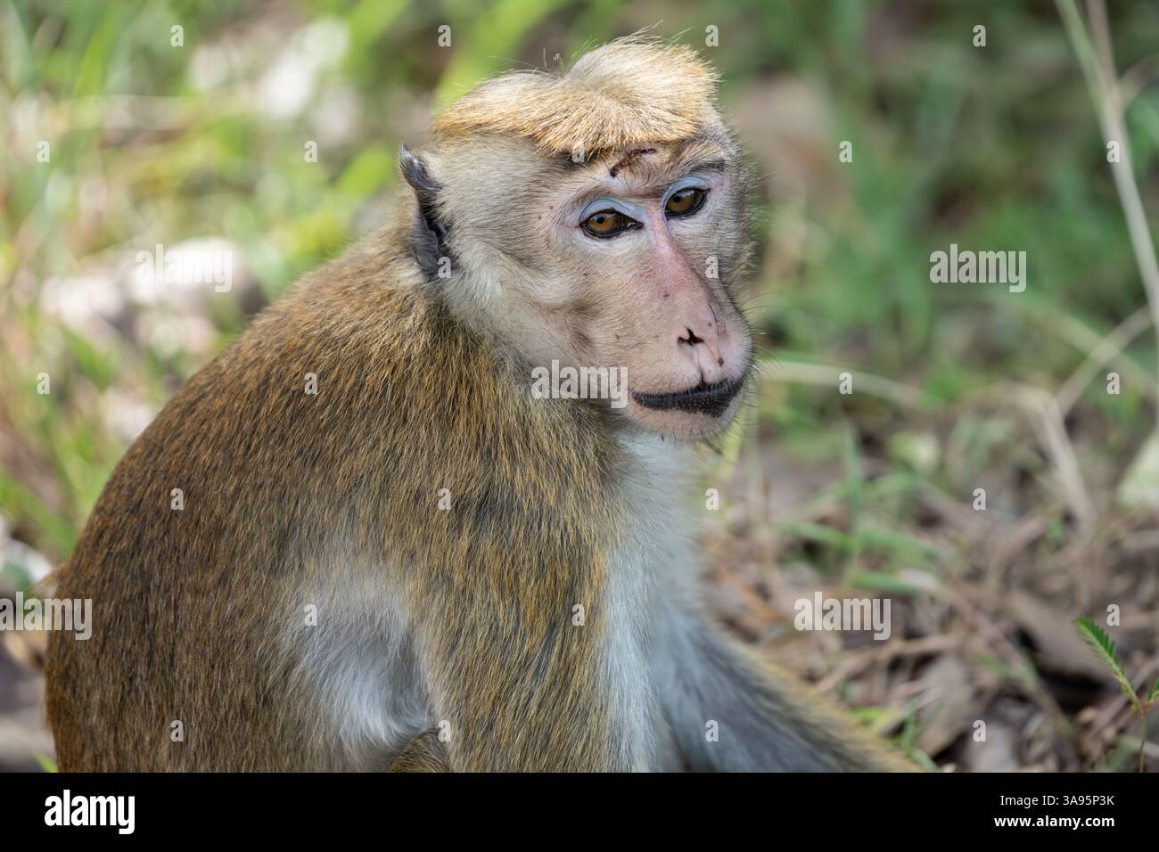 Torque macaque old world monkey on ground closeup in Sri Lanka Stock Photo - Alamy