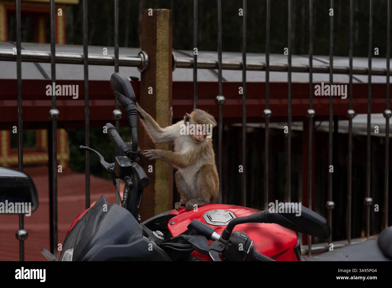 Monkey on motorcycle hi-res stock photography and images - Alamy