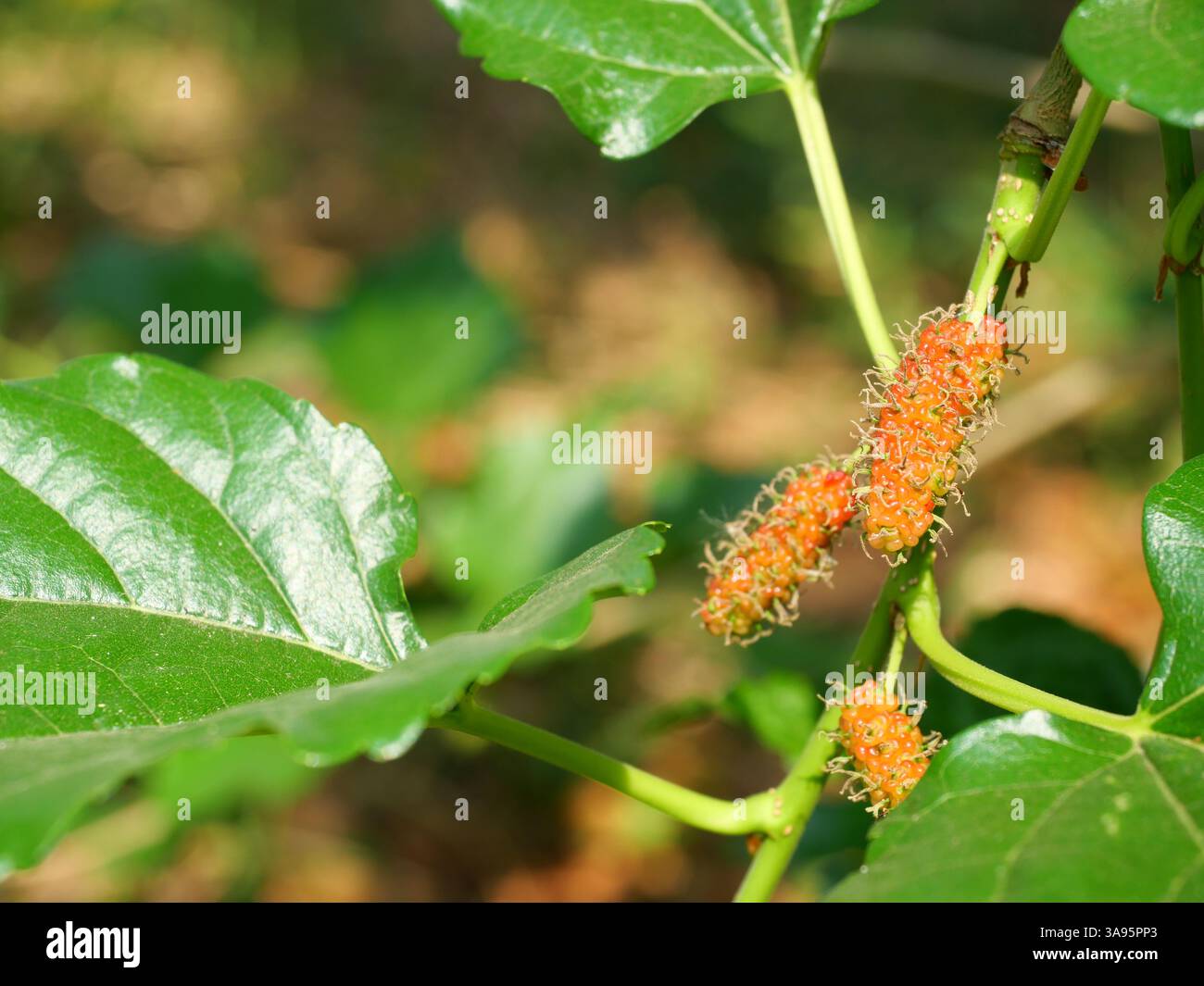 Red color Mulberry fruit and blossom flower that will become ripe berry ...