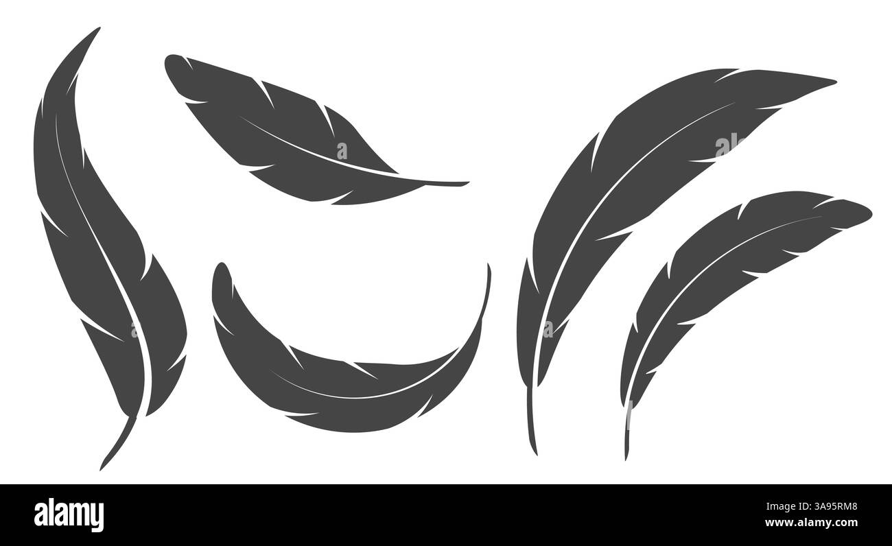 A set of curved flying bird feathers. Flat vector illustration isolated ...