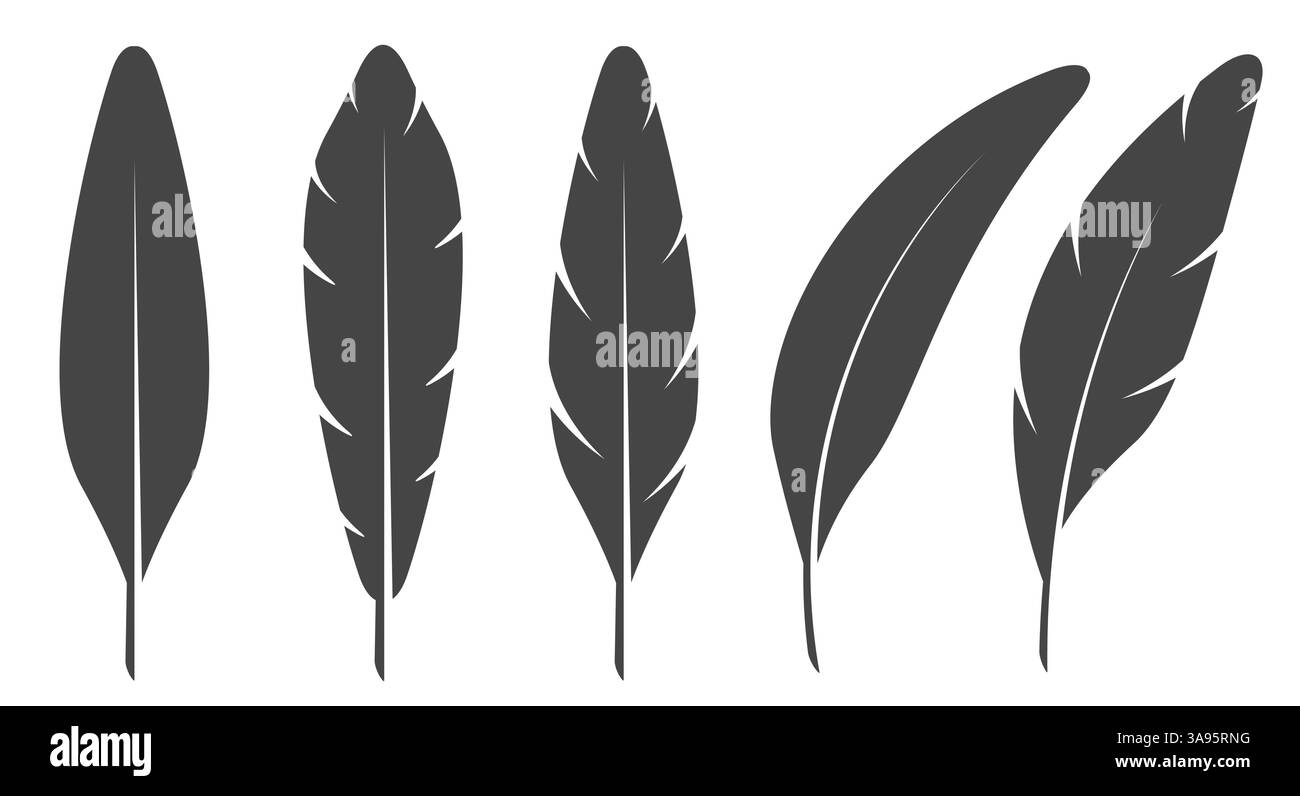 A set of bird feathers of different shapes, straight and curved. Flat ...